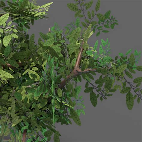 Tree Model TurboSquid 1408332 Tree Model TurboSquid 1408332