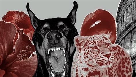 Haidyn ☆ Digital Marketing Haidyn Graham Profile Pinterest