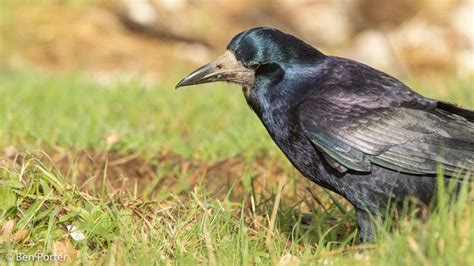 Rook And Jackdaw