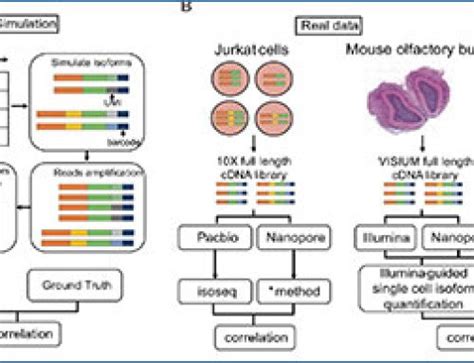 Full Length Rna Seq From Single Cells Using Smart Seq2 Rna Seq Blog