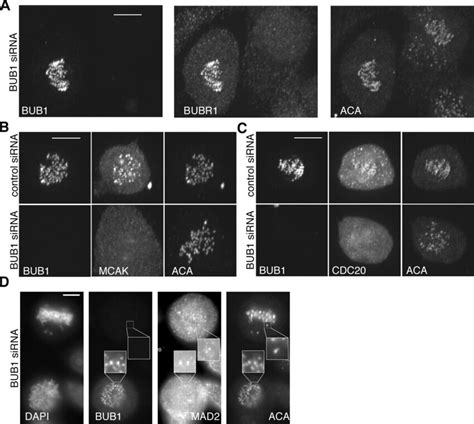 Kinetochore Localization Of Bubr1 Mcak And Cdc20 But Not Mad2