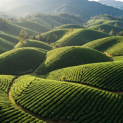Tea Plantation Cameron Highlands