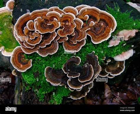 Tree Fungus In The Forest Tree Trunk Stock Photo Alamy