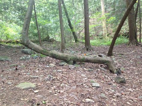 This Tree With Two Trunks Is R NatureIsFuckingLit