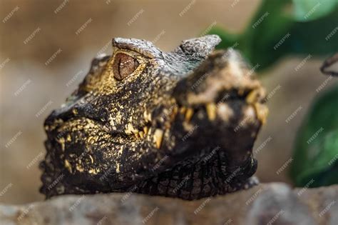 Premium Photo | Cuvier's dwarf caiman