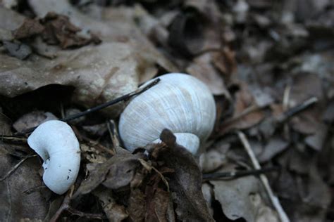 Snail Shell Project Noah