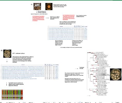 Figure 3 From Fungal Identification Using Molecular Tools A Primer For