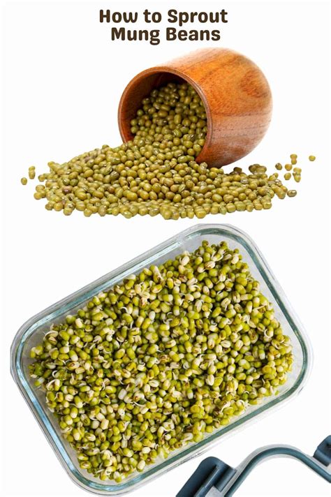 How To Sprout Mung Beans And Nutritional Benefits Cooking For Peanuts