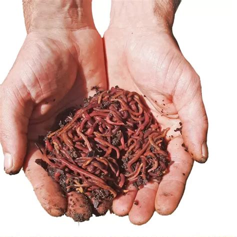 Lombrices Californianas P Compost Núcleo De 300 Mercadolibre