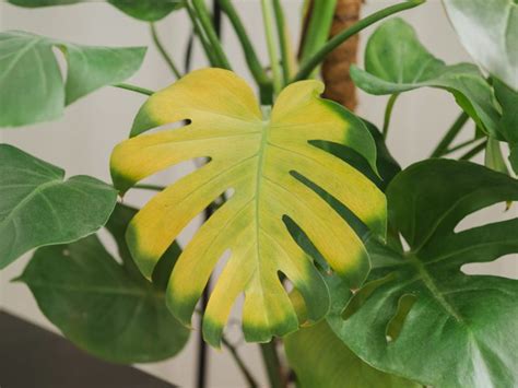 The Obvious Problems Of Houseplants What We Often Forget Rich Harvest