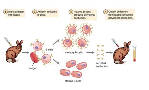 Polyclonal Antibody Production Polyclonal Antibodies Qyaobio