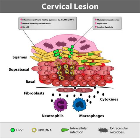 Simple Squamous Epithelium Illustrations Royalty Free Vector Graphics