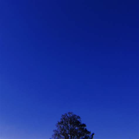 Treeee YouTube Music