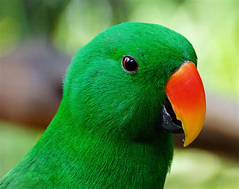Eclectus Parrot The Eclectus Parrot Is A Parrot Native To Flickr