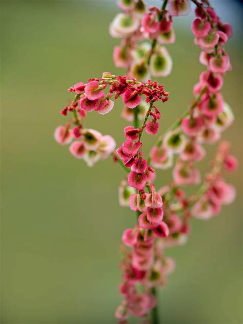 2000 Years Of The Dock Leaf Country Life