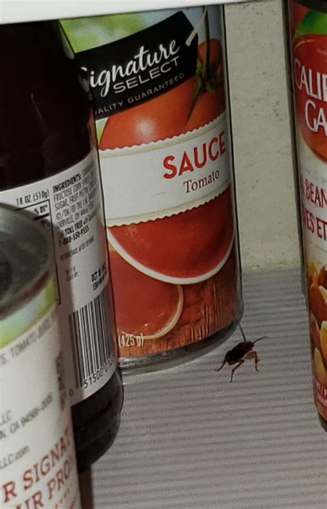Found This Bug In My Cabinet While Searching For A Snack I Assume He