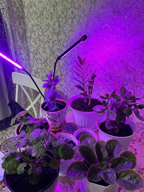 Фитолампа для растений Фитосветильник 4 лампы Светильник для рассады купить на Ozon по