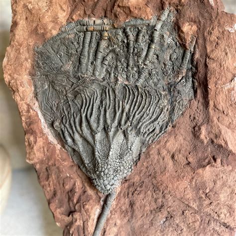 Fossil Sea Lily Fossil Crinoid Plaque Rare Earth Mercantile