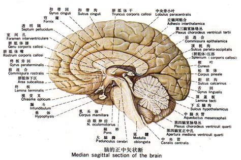 【学术报告整理】下丘脑综合征的诊断和治疗——中山大学孙逸仙纪念医院梁立阳教授分享 脑医汇