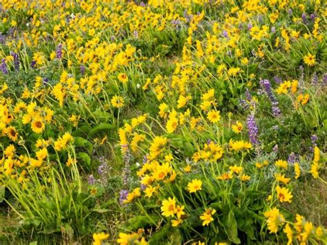 Central Oregon Native Plants To Add To Your Yard Gfl Outdoors