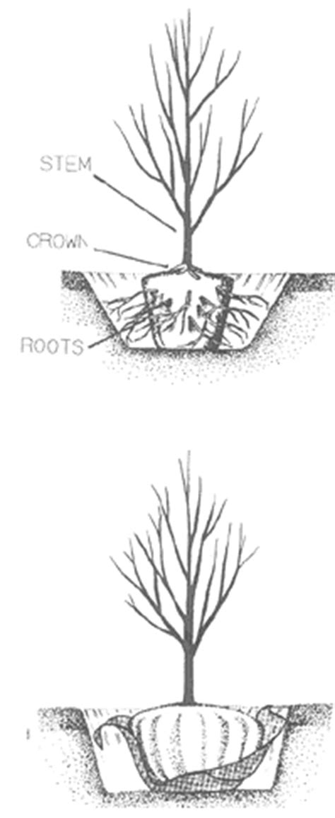 Proper Tree Shrub Planting Depth Hewitt S Garden Centers