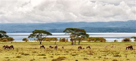 Lake Naivasha National Park Safaris Tours And Holiday Packages