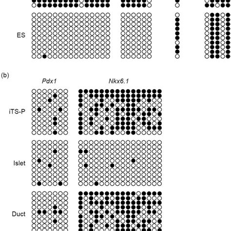 Bisulfite Genomic Sequencing A Bisulfite Genomic Sequencing Of The Download Scientific Bisulfite Genomic Sequencing A Bisulfite Genomic Sequencing Of The Download Scientific