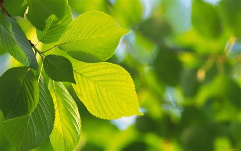 Обои Природа Листья обои для рабочего стола фотографии природа