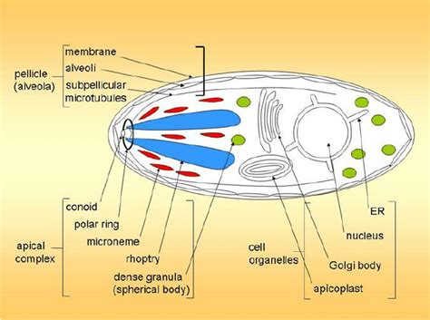 Apicomplexa Morphology Of An Apicomplexan These Protozoa Share With