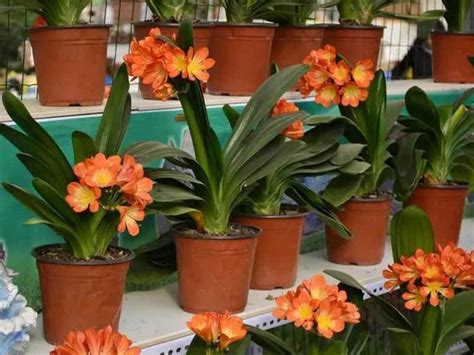 A Gardeners Guide To Growing Clivias From Seeds