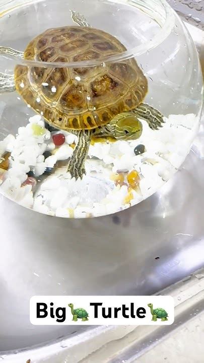 Big Turtle 🐢 Youtubeshorts Shortsfeed 7 February 2025 Youtube