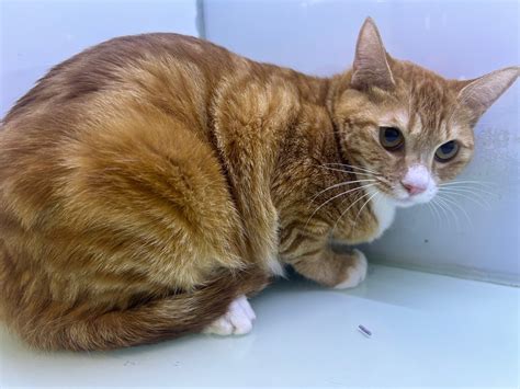 코리안숏헤어 보리 토이랙돌분양 토이브리티쉬숏헤어분양 토이스코티쉬폴드분양 토이러시안블루분양 토이강아지분양 토이고양이분양 토이비숑프리제입양 토이포메라니안입양 토이말티즈입양