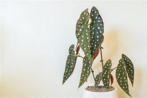 How And When To Propagate Begonia Maculata Best Methods