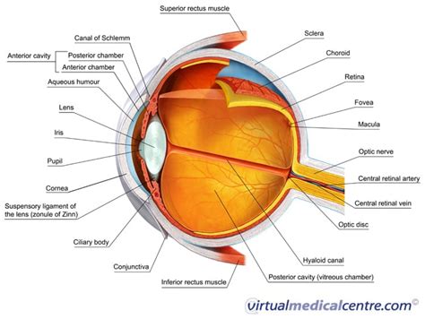 Suspensory Ligament Eye Model