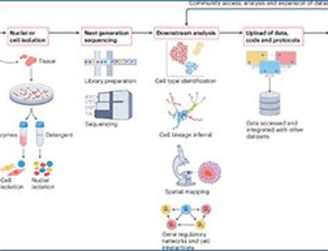 Circrnadb A Comprehensive Database For Human Circular Rnas With
