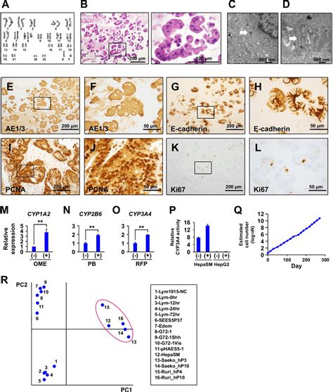 Characterization Of Puromycin Selected Cells A Karyotypic Analysis Of Download Scientific