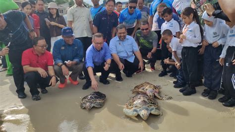 Lindungi Penyu Dari Pupus Elak Makan Telur Penyu Kp Perikanan Kosmo Digital