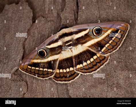 Pretty Moths In Australia