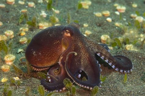 Coconut Octopus Master Of Disguise Underwater Tribe
