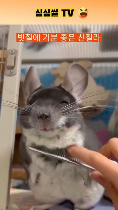 빗질에 기분 좋은 친칠라 귀여운 행복 Youtube