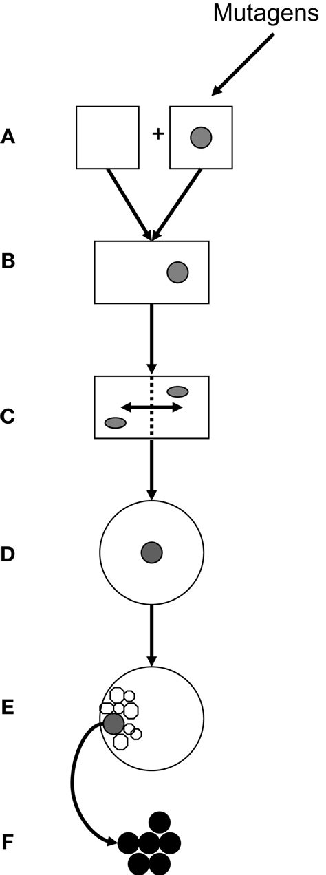 Transgenerational Transmission Of Carcinogenic Gene Lesions A Download Scientific Diagram