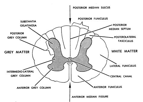 Internal Structure Of Spinal Cord Diagram Gross Anatomy Of S