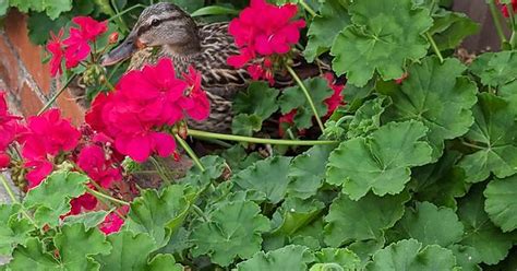 For Mothers Day I Got A Mother Setting Up Home Outside My Front Door