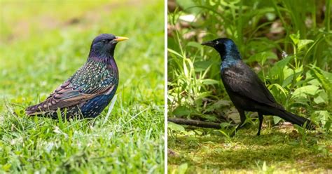 17 Species Of Black Birds Youll See In Florida With Photos Bird Nature