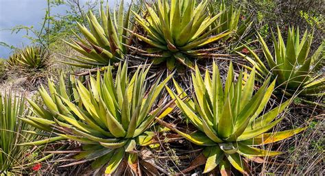 Jabalí Mezcal De Leyendas
