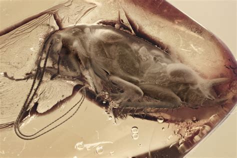 Giant Fossil Cockroach Blattodea In Baltic Amber Rare 315524