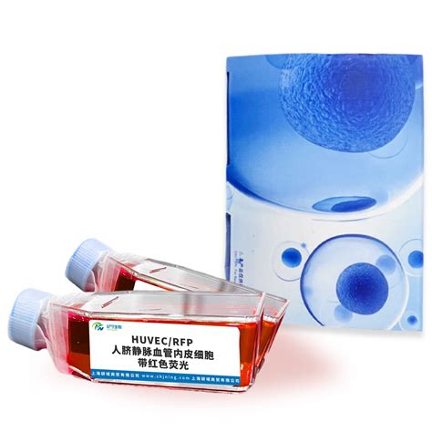 Huvecrfp人脐静脉血管内皮细胞带红色荧光 Huvecrfp人脐静脉血管内皮细胞带红色荧光价格表 Huvecrfp人脐静脉血管内皮