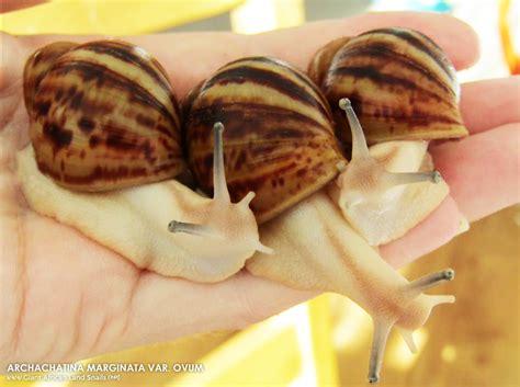 Archachatina Marginata Giantafricanlandsnails