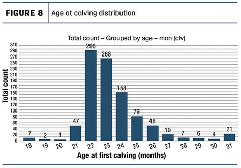 How Does Age At First Calving Affect The Bottom Line Ag Proud