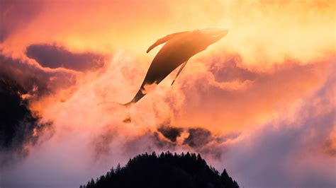 Surreal Sunset Whale 4k Wallpapers Hd Wallpapers Id 28764